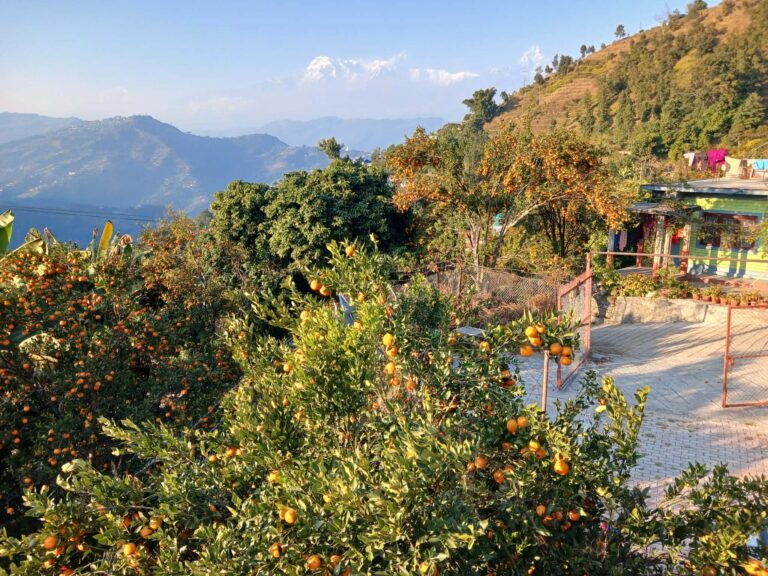 पोखरा (कृष्ति) मा आज सुन्तला महोत्सव हुदै, सुन्तला प्रतिकेजी ५० देखि ...